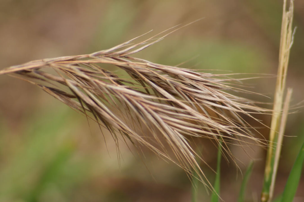 Compact brome - Avon Gorge & Downs Wildlife