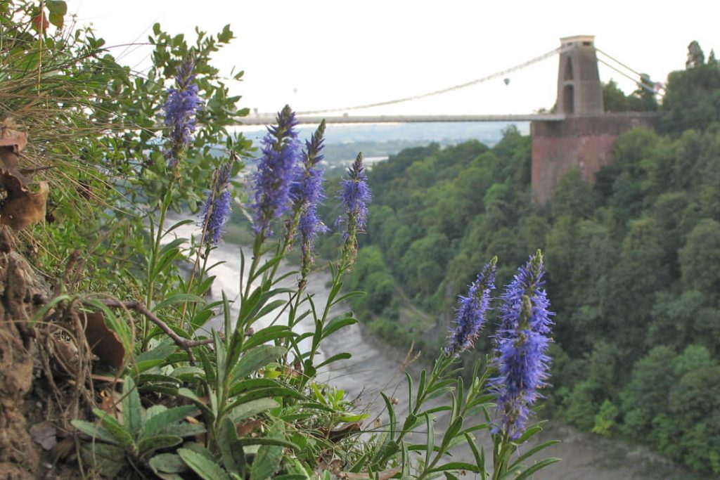 Home - Avon Gorge & Downs Wildlife