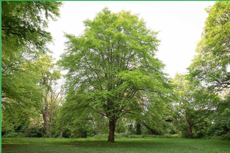 Discover the Common Lime tree - Avon Gorge & Downs Wildlife