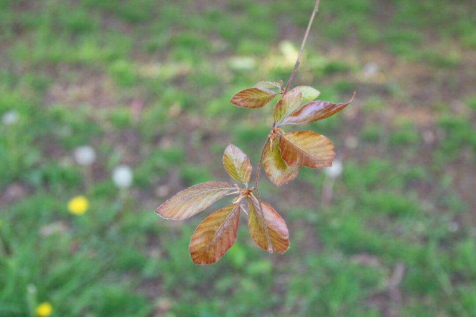Discover the Copper Beech Tree - Avon Gorge & Downs Wildlife Project