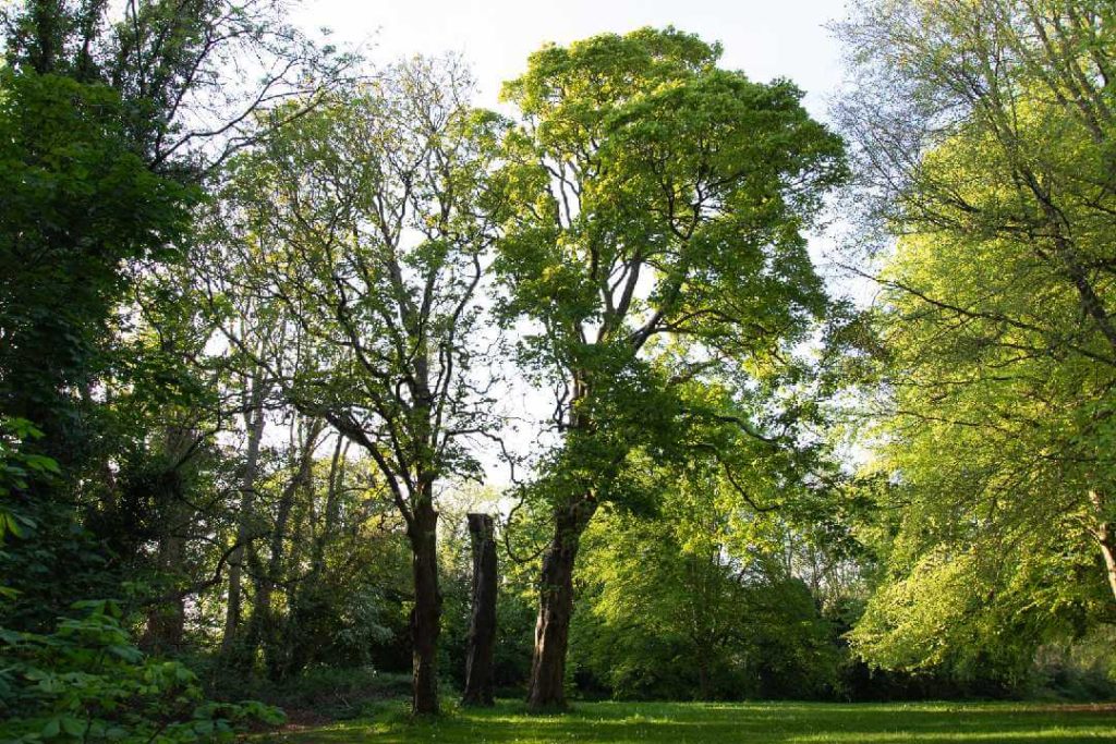 Discover the Trio of Sycamore Trees - Avon Gorge & Downs Wildlife Project