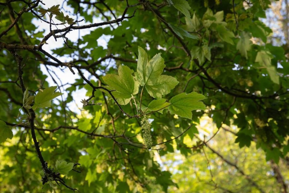 Discover the Trio of Sycamore Trees - Avon Gorge & Downs Wildlife Project