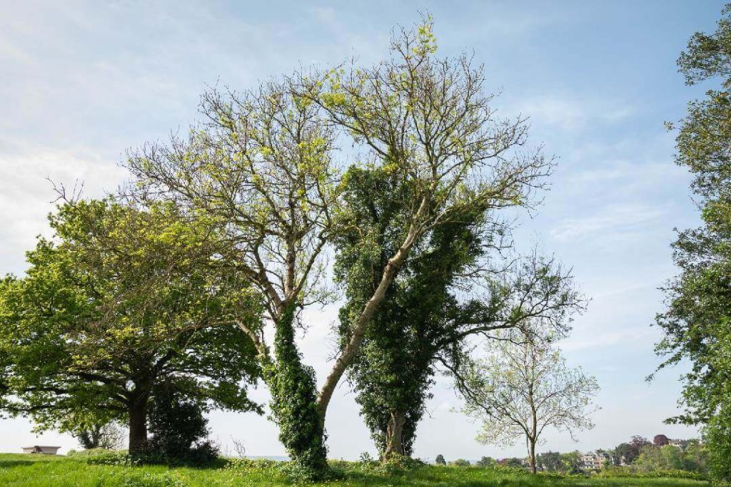 Discover the Ash Tree - Avon Gorge & Downs Wildlife