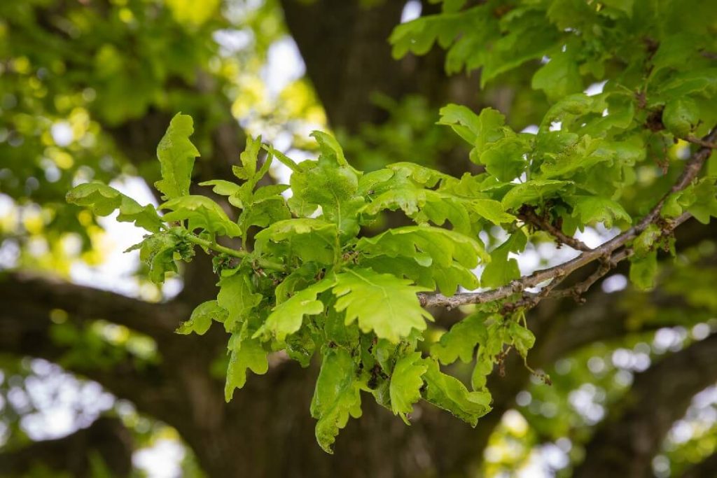 Discover the English Oak Tree - Avon Gorge & Downs Wildlife