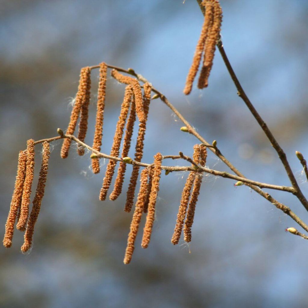 Discover the Hazel and Elder Trees - Avon Gorge & Downs Wildlife