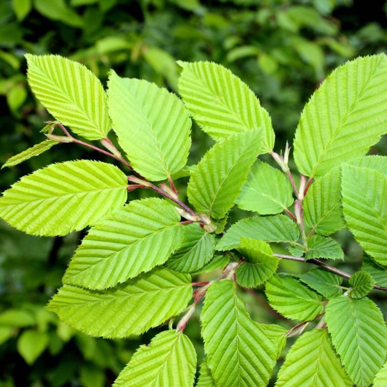 Discover the Wych Elm Tree - Avon Gorge & Downs Wildlife
