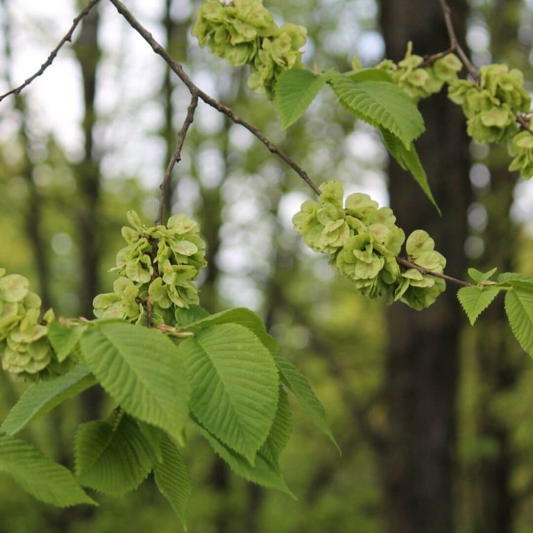 Discover the Wych Elm Tree - Avon Gorge & Downs Wildlife